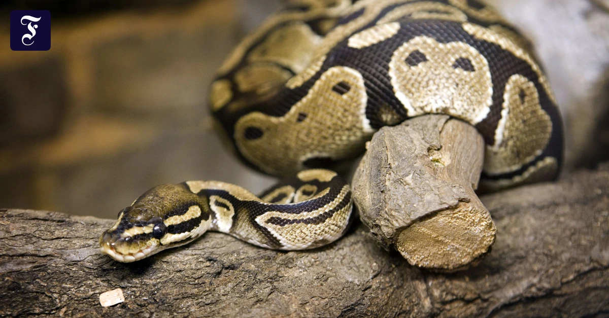 Schlange: Boa Constrictor bekommt 42 Babies in Reptilienhaus | FAZ