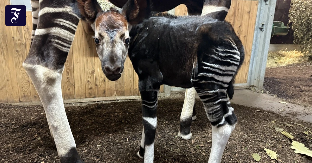 Frankfurter Zoo freut sich über Neuzugang: Schon wieder ein scheues ...