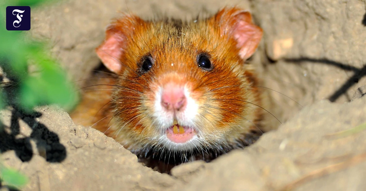Feldhamster ist eine bedrohte Tierart in Hessen geworden | FAZ