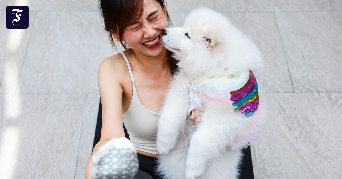 Puppy Yoga mit Hundewelpen: Entertainment bei der Entspannung | FAZ