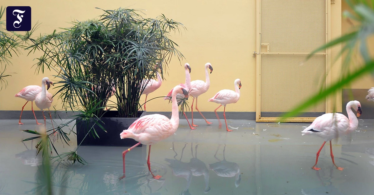 Opel-Zoo in Kronberg umgebaut: Neue Häuser für Flamingos und Papageien ...