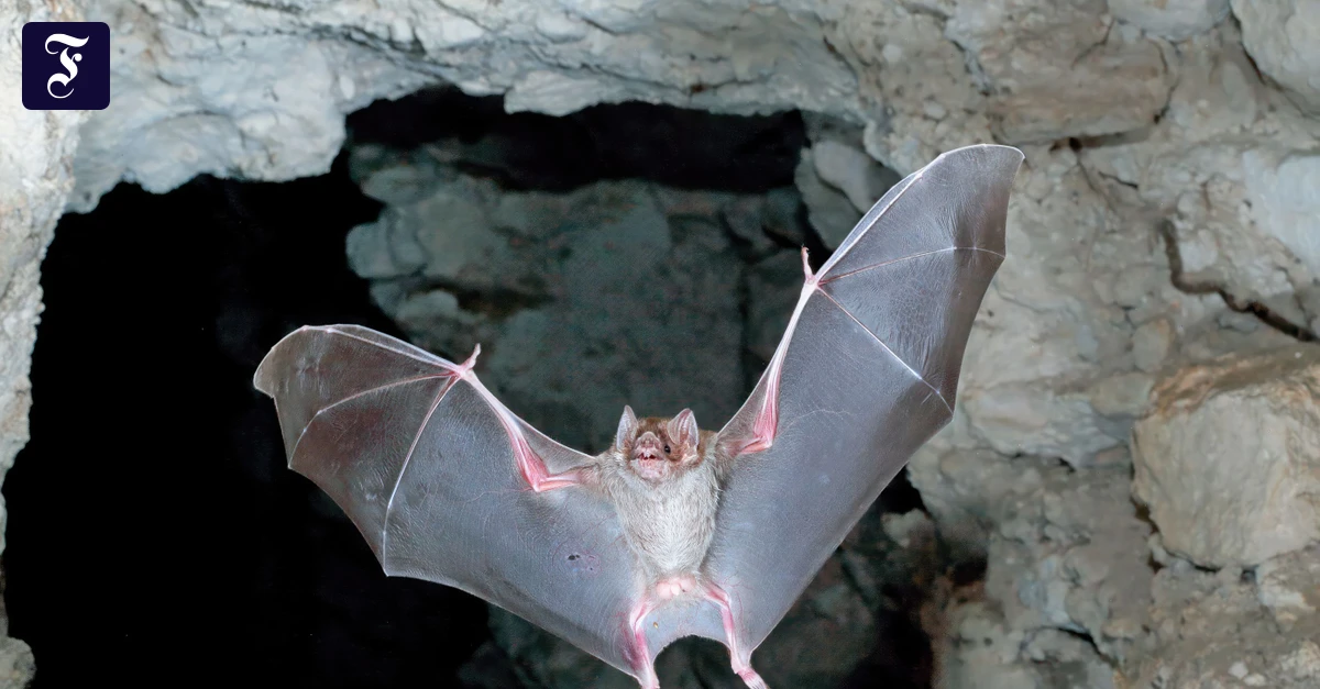 Lebewesen der Woche: Die Gemeine Vampirfledermaus | FAZ