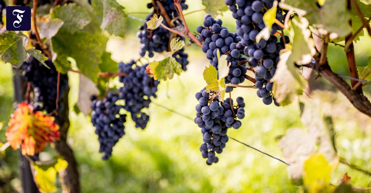 Rotweine sind die Gewinner bei der Weinernte 2022 | FAZ