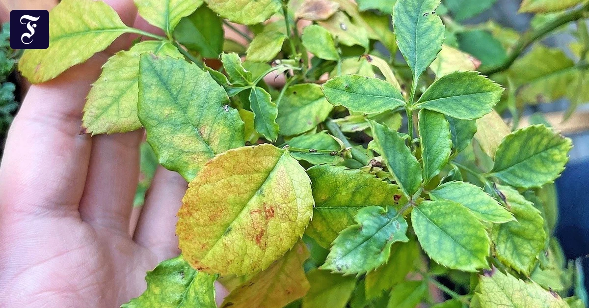 Kranke Rose: Diagnose mit einem Klick | FAZ