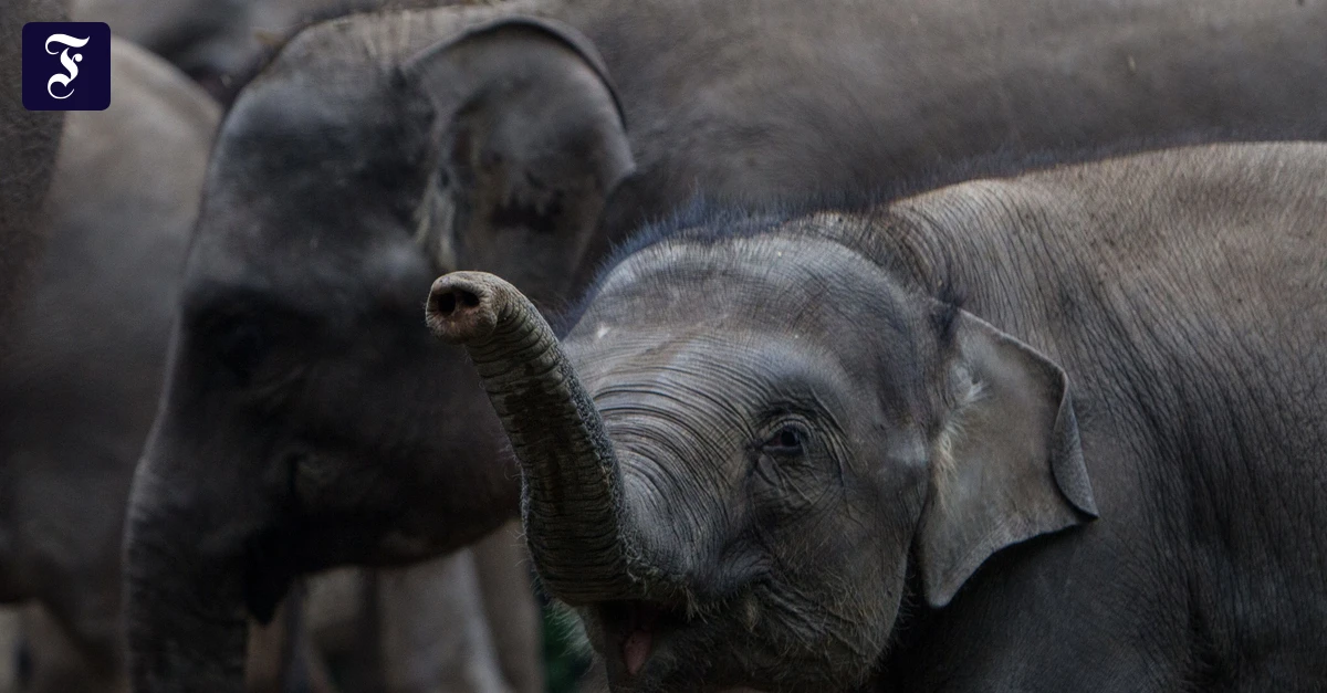 Nachbar Trampelt Wie Elefant
