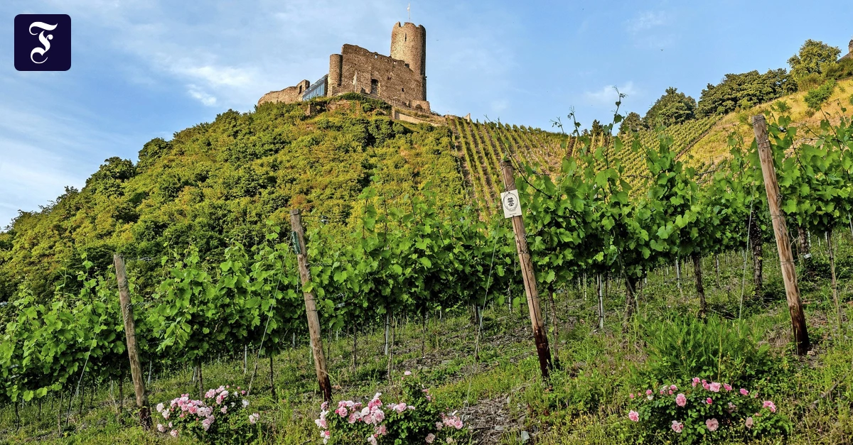 Weinbaubetriebe in Schieflage: Deshalb sind viele Winzer in Not | FAZ