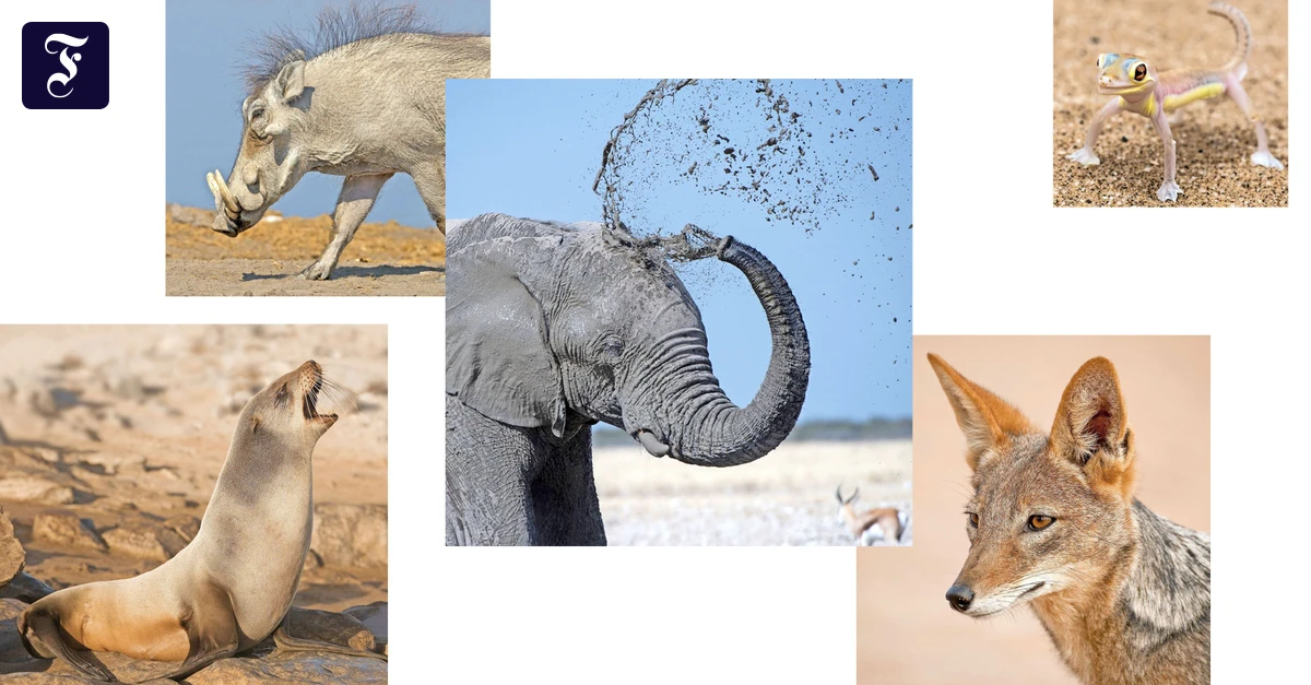 Safari in Namibia und nicht nur die big five sehen | FAZ