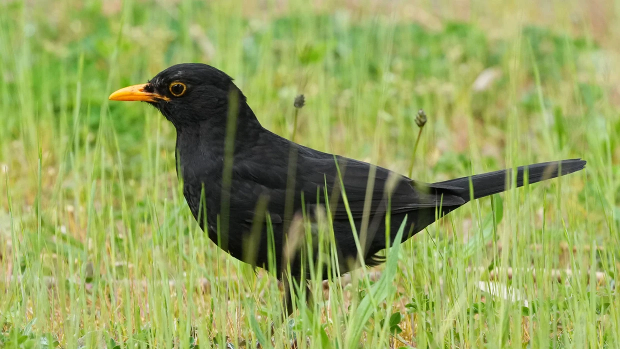 Wie Vögel bei der Renaturierung von Äckern helfen | FAZ