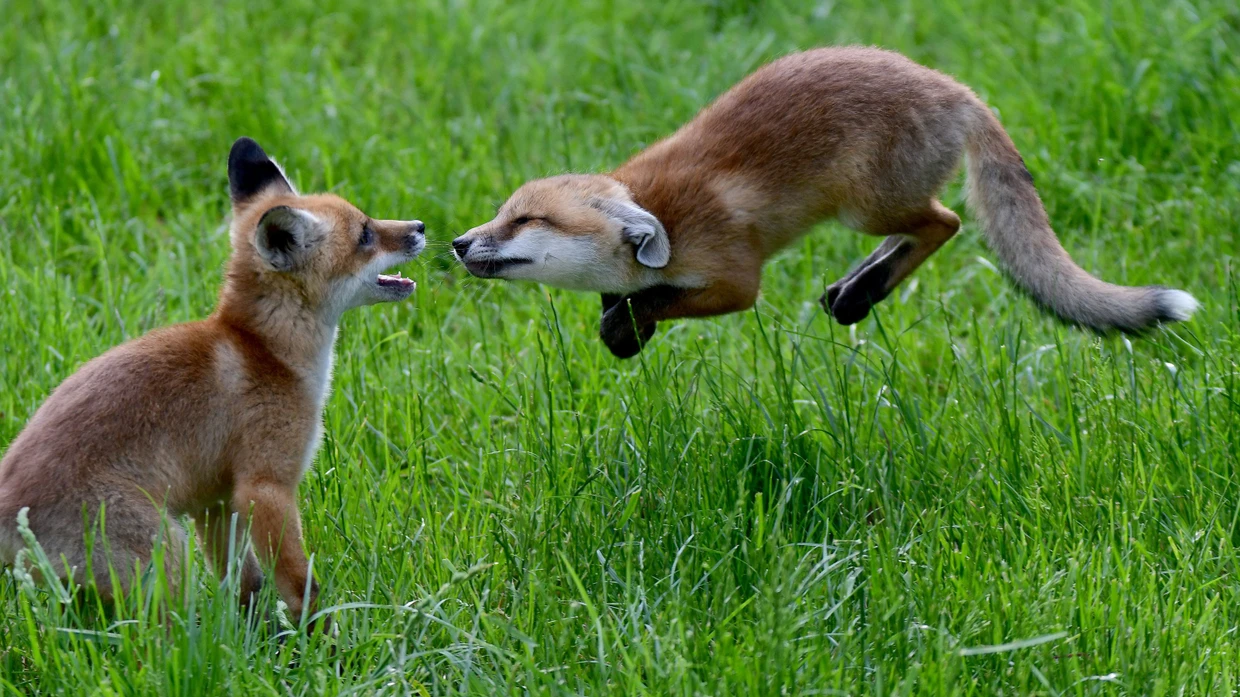 Das Filmprogramm der Ausstellung "Die Botschaft der Tiere" | FAZ