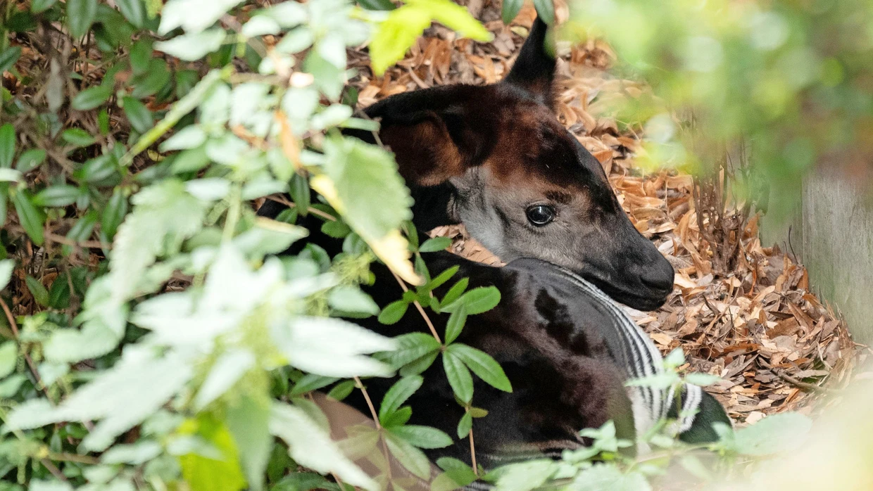 Frankfurter Zoo: Neugier auf neue Zoobewohner | FAZ