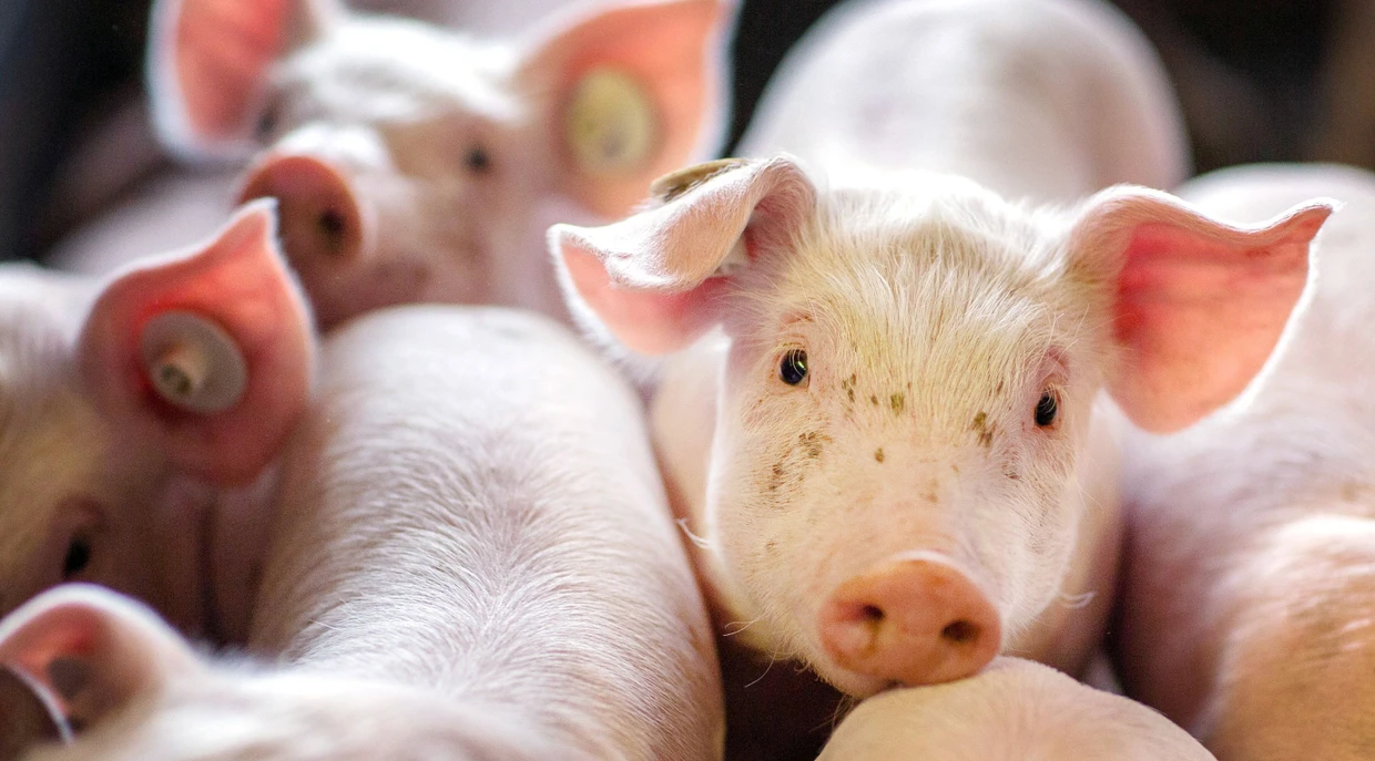 Tierwohl: Kommission, die die Bundesregierung beriet, stellt Arbeit ein ...