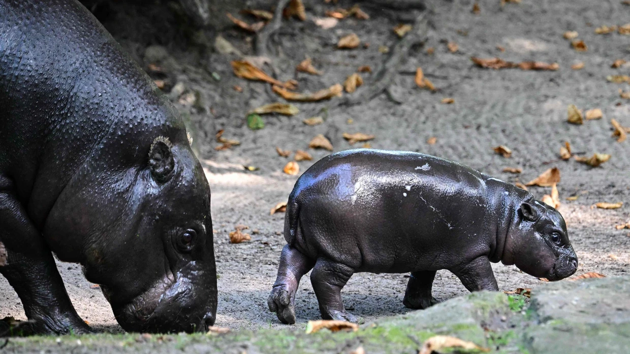 Berliner Zoo: Mini-Hippo Toni erstmals draußen unterwegs | FAZ