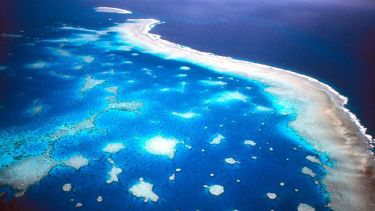 Great Barrier Reef leidet unter der dritten Hitzewelle | FAZ