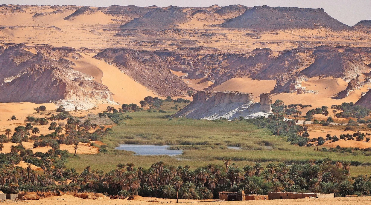Warum eine gefährdete Entenart in der Sahara lebt | FAZ