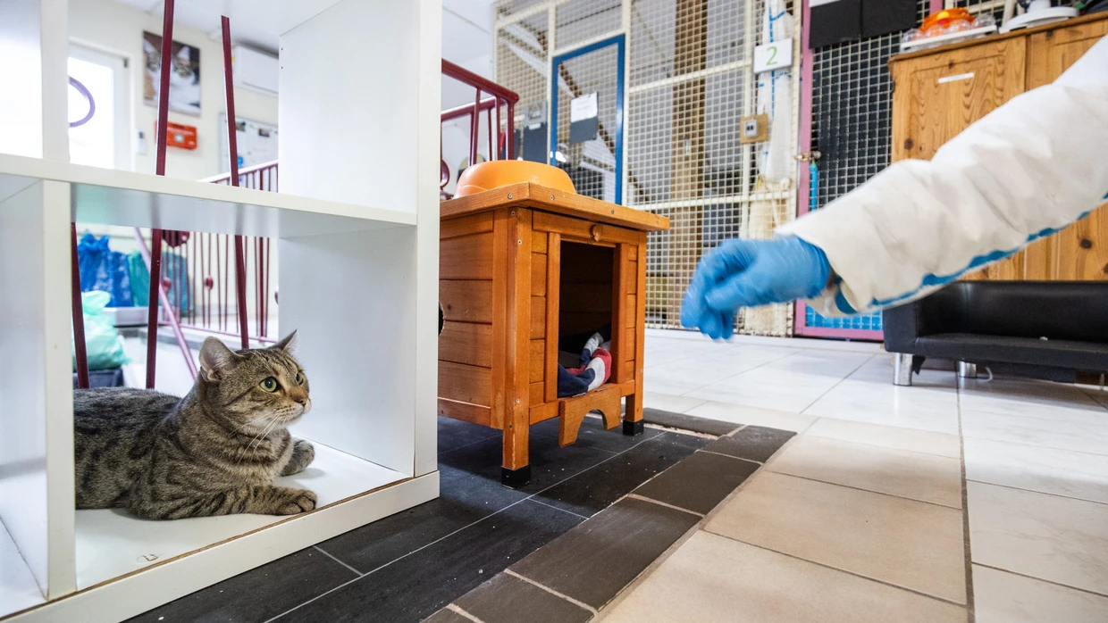 Konnen Katzen Coronavirus