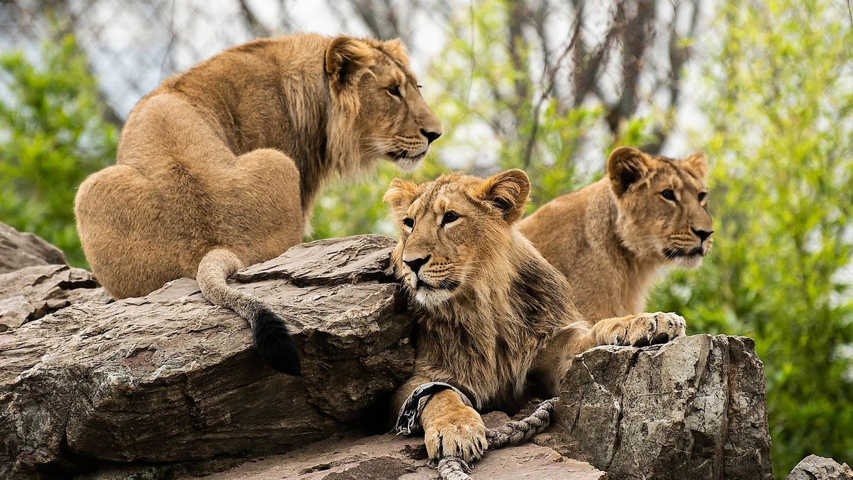 Frankfurter Zoo lockt mit Löwen-Nachwuchs | FAZ