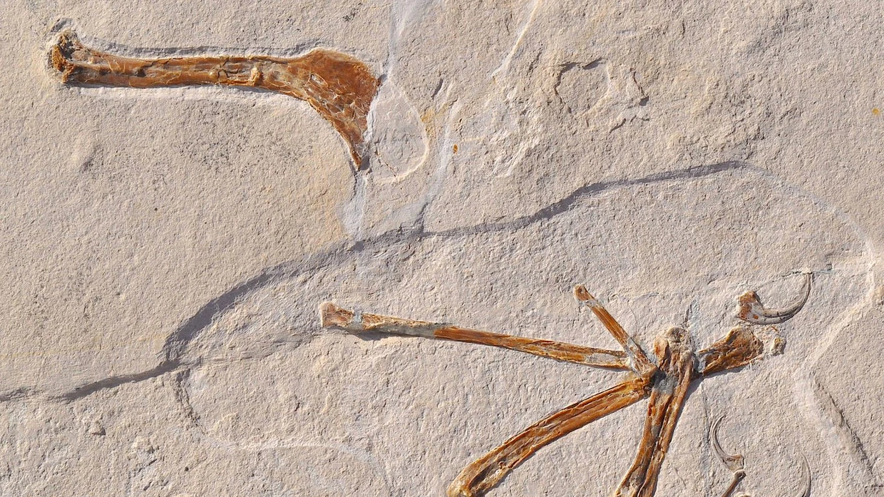 Palaeontologie: Urvogel Archaeopteryx hat einen Cousin | FAZ