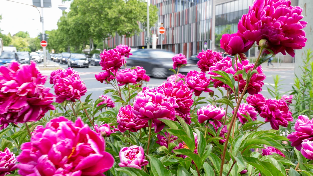 Was Pfingstrosen mit Pfingsten und Rosen zu tun haben | FAZ