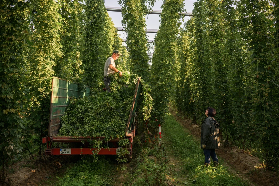 Hopfen Ernten Und Lagern