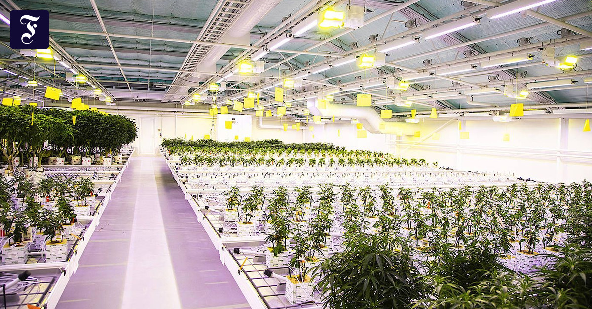 Vertanical: Pharmaunternehmer setzt auf Cannabis statt Opioid