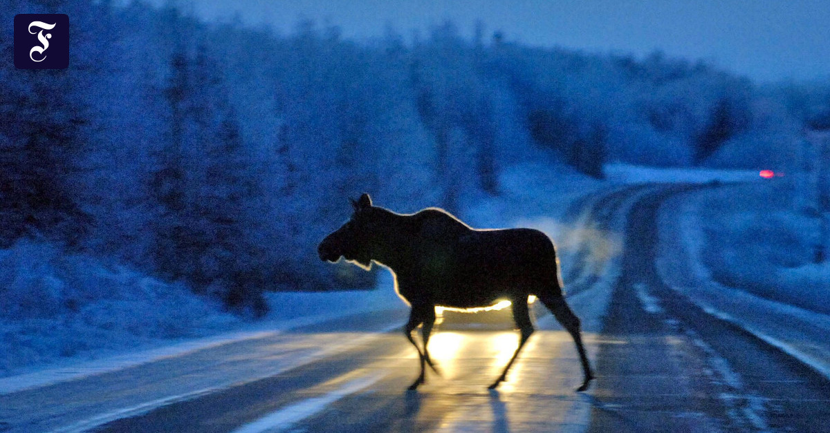 Der Marsch der Elche in Alaska