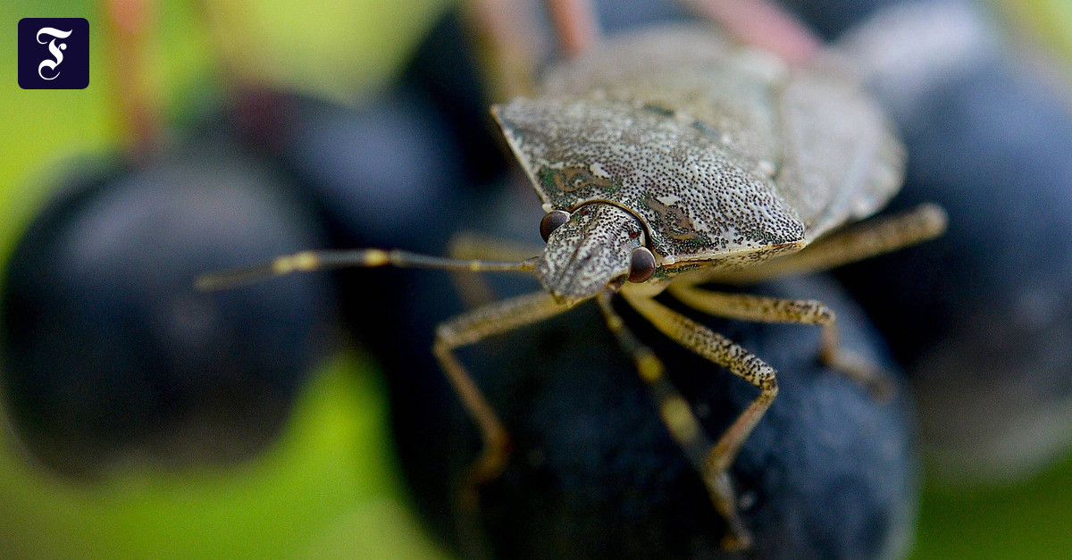 Baumwanzen machen sich im Rhein-Main-Gebiet breit