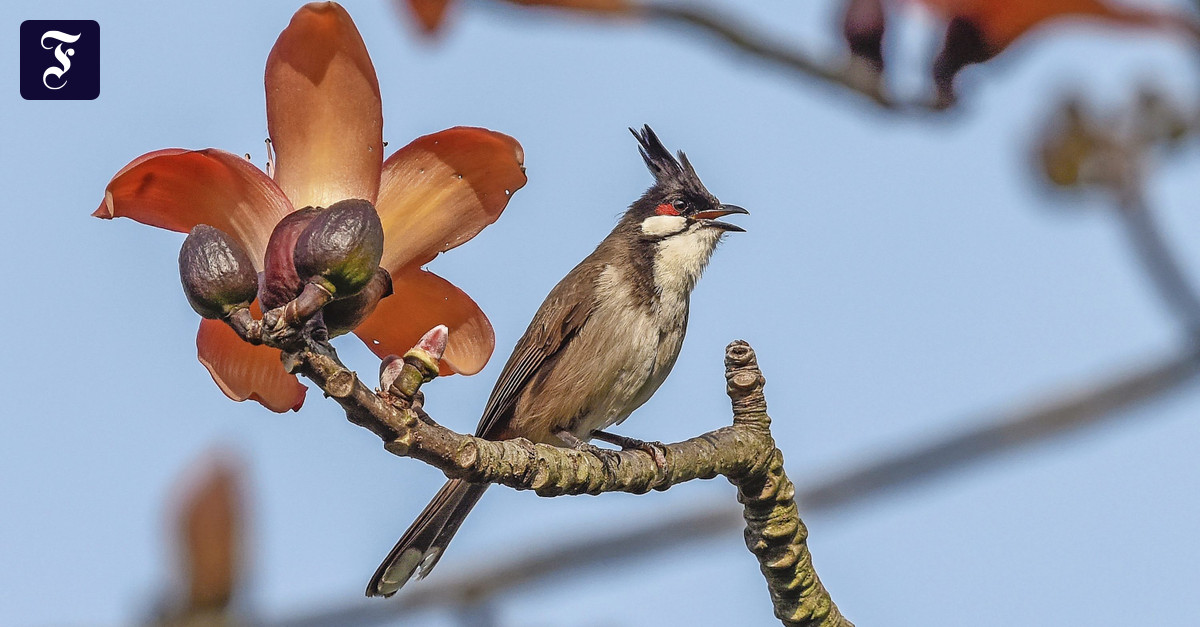 Mauritius: Wie Pflanzenarten von Samenfressern abhängen