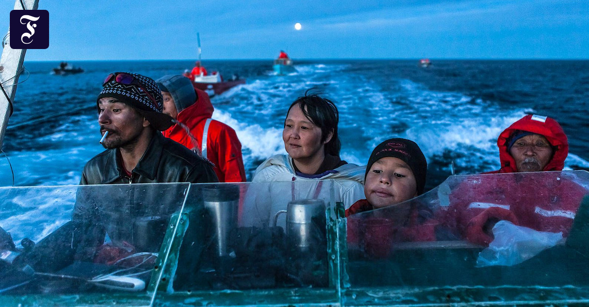 Waljagd: Mit einer Granate auf der Jagd nach einem 100-Tonnen-Koloss