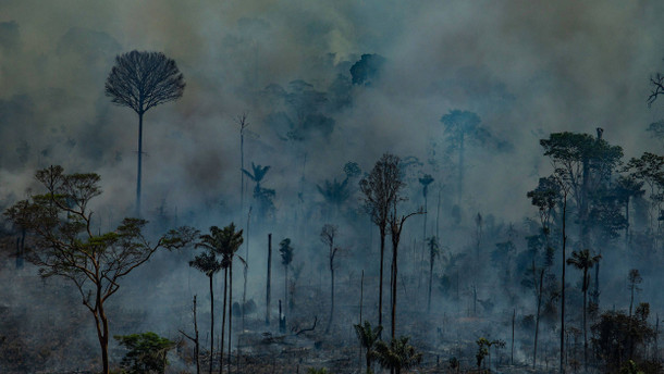 Waldbrände im Amazonas-Regenwald: Aktuelle News | FAZ Nachrichten