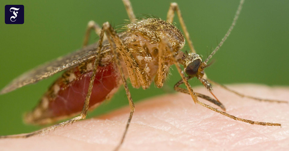 Die lautlosen Blutsauger: Schneller Start trotz vollem Bauch