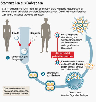 Embryonale Stammzellen: Das eingestampfte Wunder - Medizin & Ernährung ...