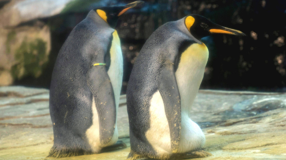 Pinguine aktuell: News & Infos der FAZ