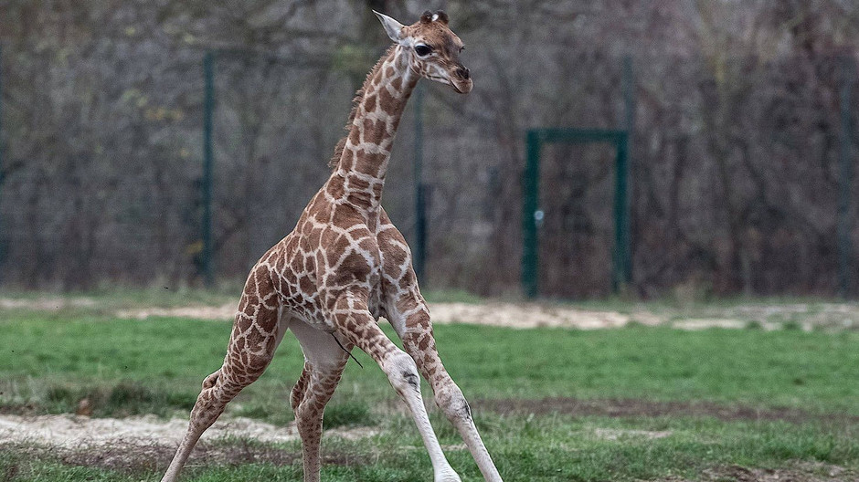 Giraffen aktuell: Informationen der FAZ zur Tierart