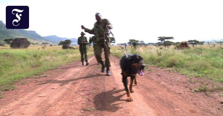 Tausende Tiere gerettet: Hunde erschnüffeln Wilderer in Kenia