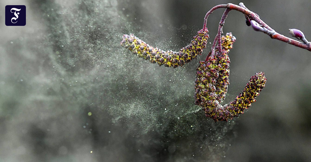 Pollenflug: Kleine Erholungspause für Schnupfnasen