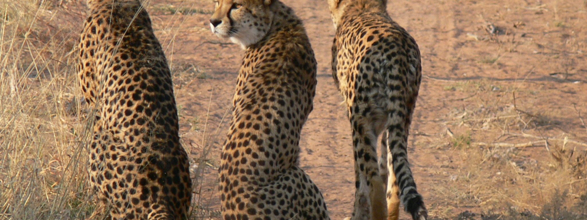 Namibia aktuell: News der FAZ zum Land