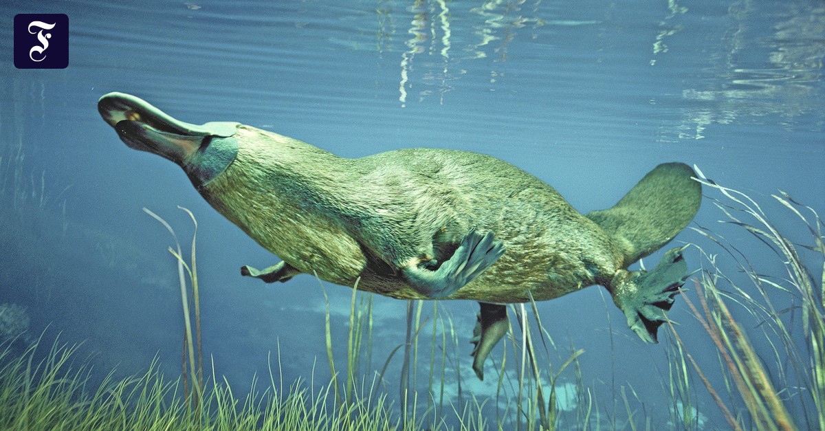 Schnabeltier: Das Säugetier gehört zu den bedrohten Arten