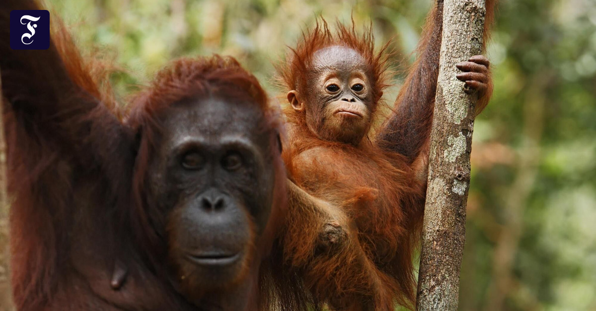 Dank Künstlicher Intelligenz: Können wir bald mit Tieren sprechen?