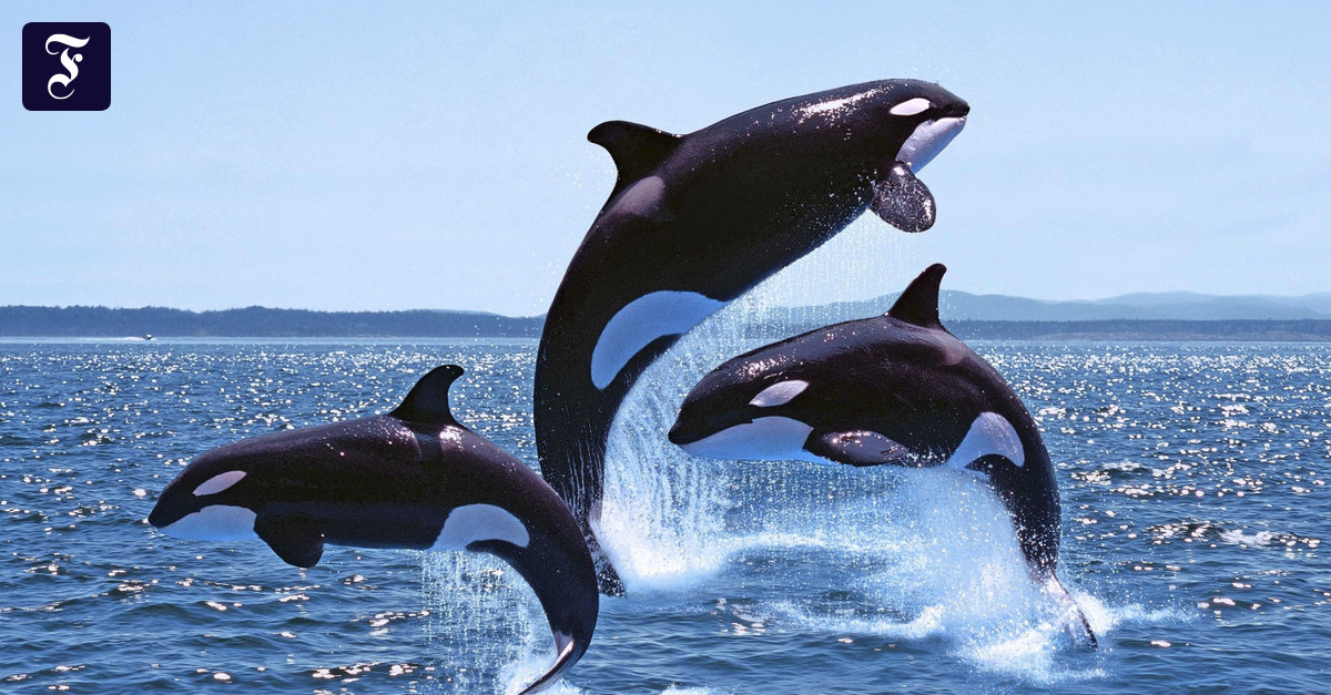 Orca-Angriffe auf Segelboote: Warum tun sie das?