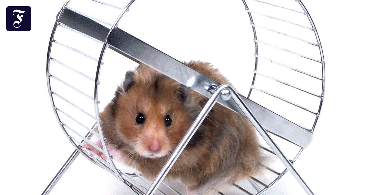 Muss ich für meinen Arbeitgeber jederzeit erreichbar sein?