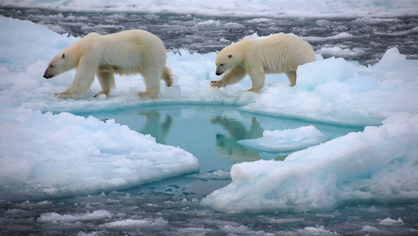 Projekt Zukunft: Welche Wirkung hat der Klimawandel auf Tiere?
