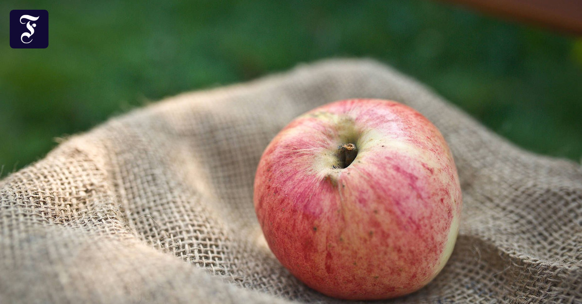 Apfel erhält Preis: Pomologen küren Kalbfleischapfel