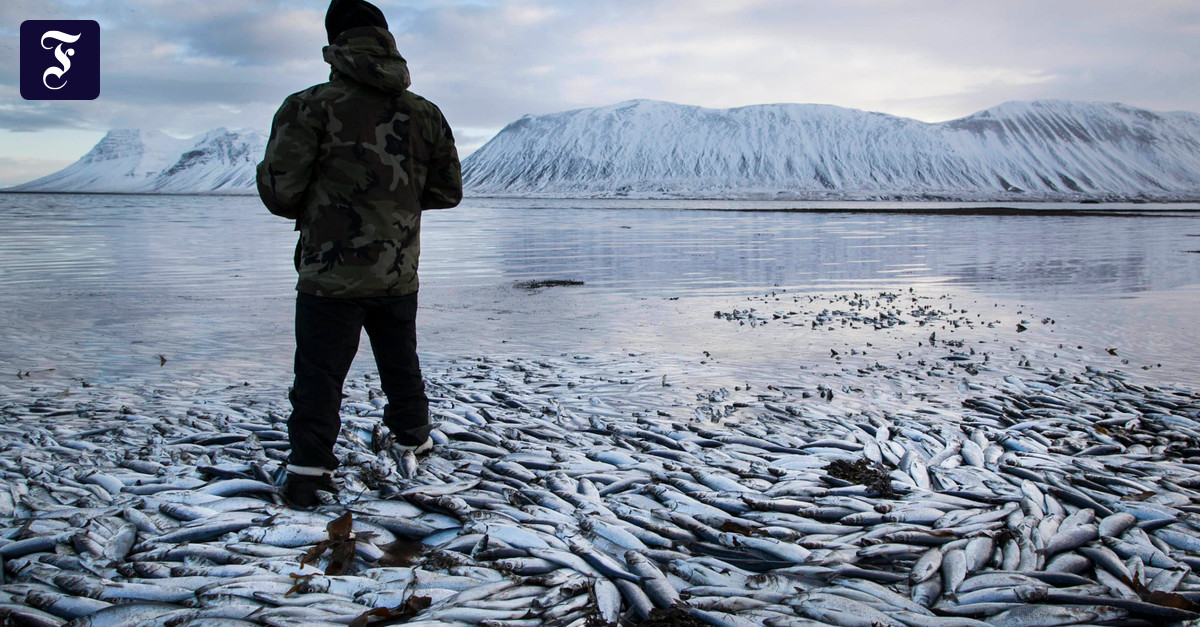 Fischsterben: Tödliche Umwälzung - Gesellschaft - FAZ