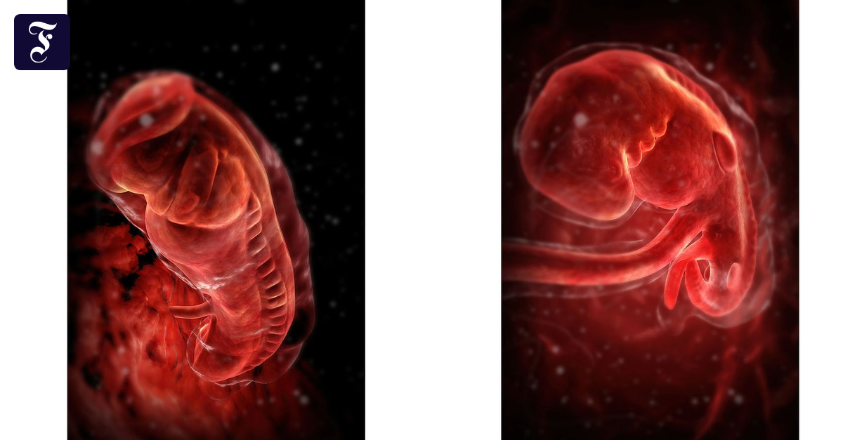 Künstliche Embryonen erzeugt: Wer braucht schon Ei, Samen, Uterus?