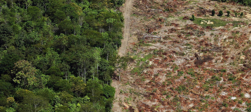 Immer weniger Abholzung: Erste Hilfe für den Regenwald