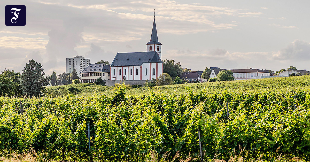 Stromtrasse Rhein-Main-Link soll durch Hochheimer Weinberge gebaut werden