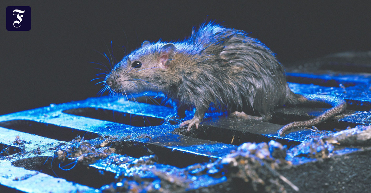 Ratten kommen vermehrt an die Oberfläche