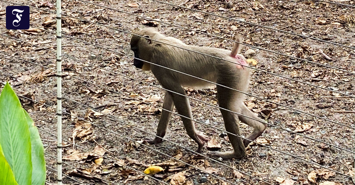Affenpocken: Seltenes Virus in Großbritannien festgestellt