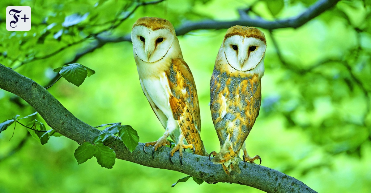 Bedrohte Art: In Hessen steht es schlecht um die Schleiereulen