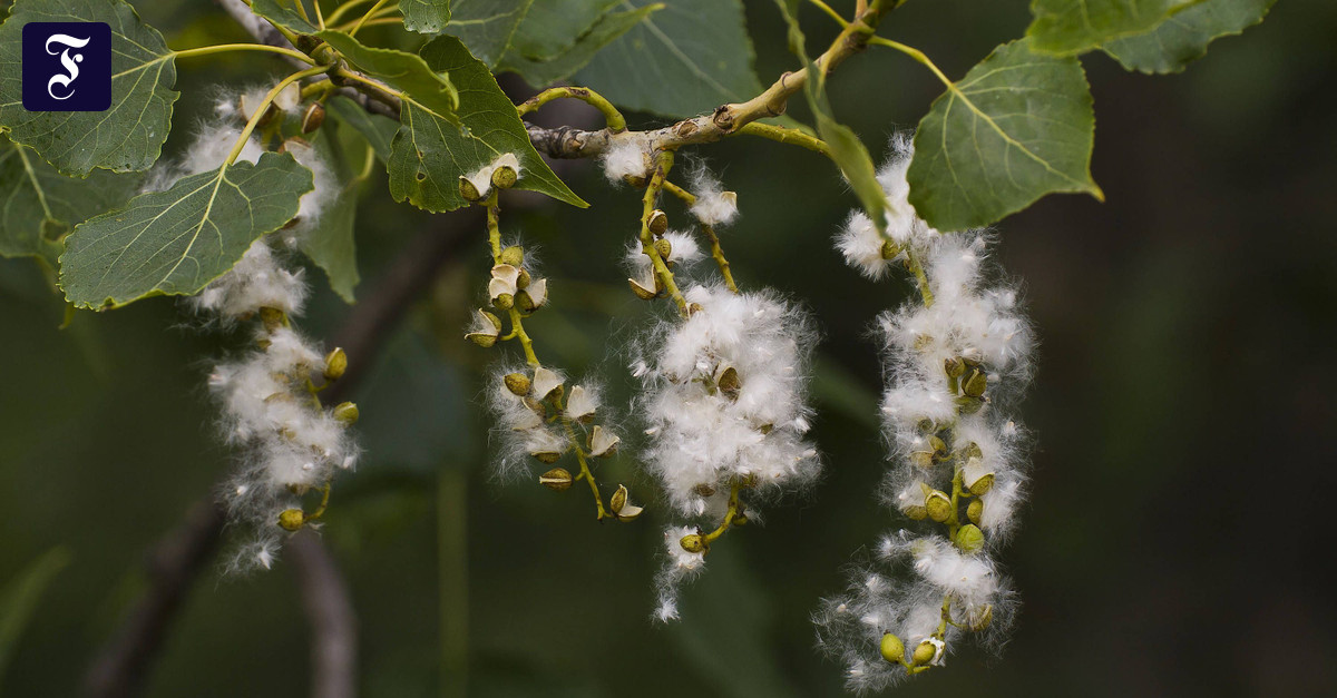 Pappel-Baum: Die Blüte der Pappeln und die Pappelwolle